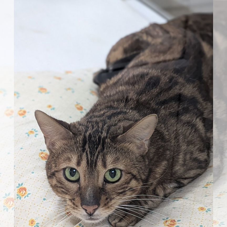 Взрослая, кошка в добрые руки