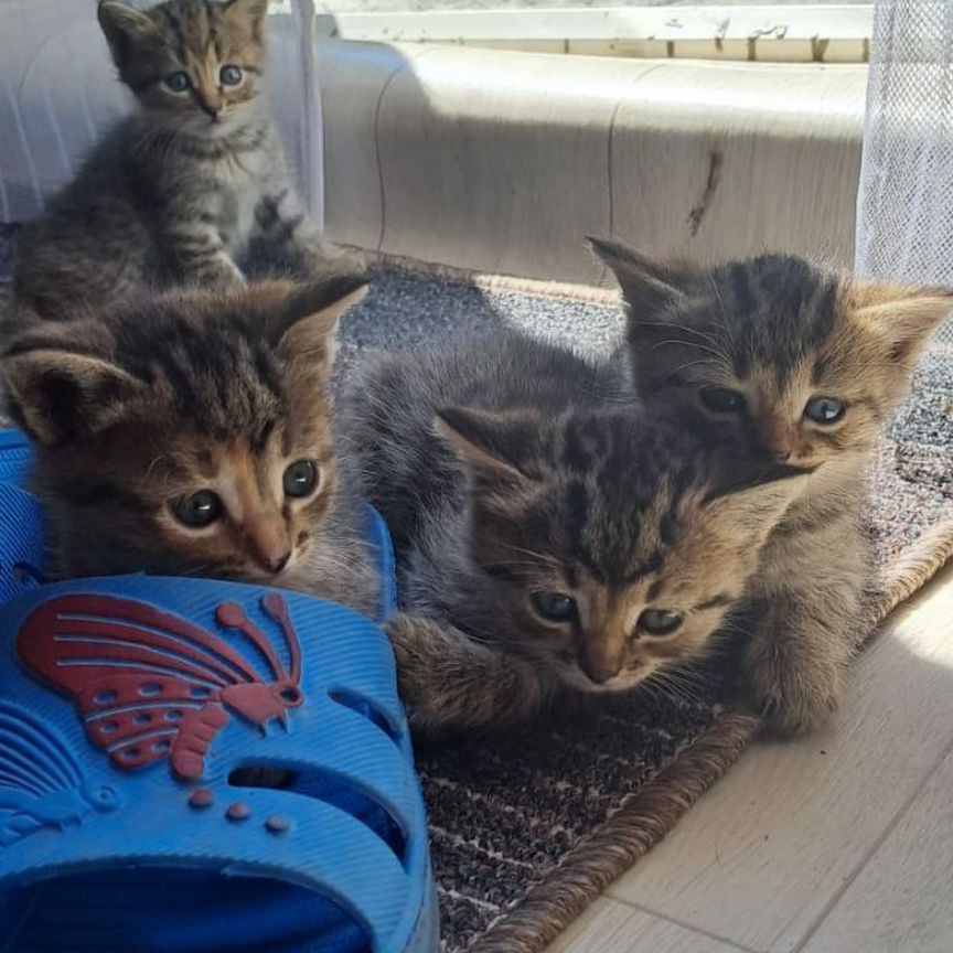Котята в добрые руки бесплатно