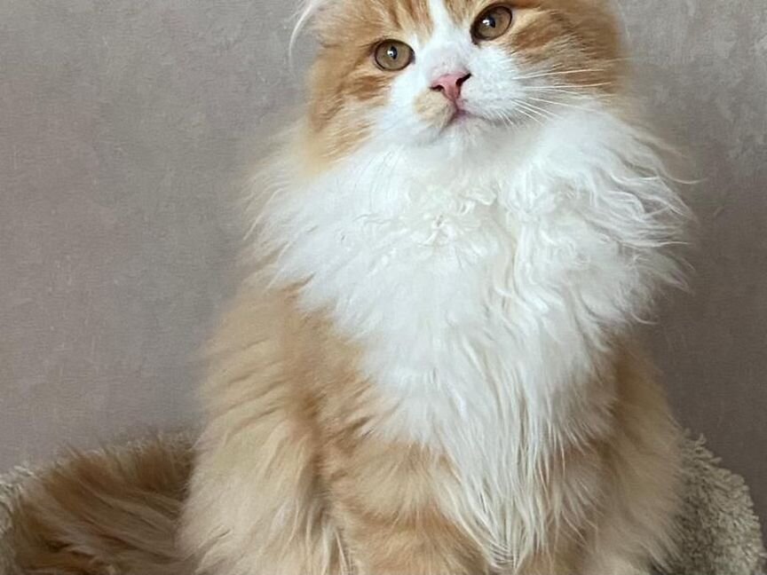 Рыжики породные, сибирские