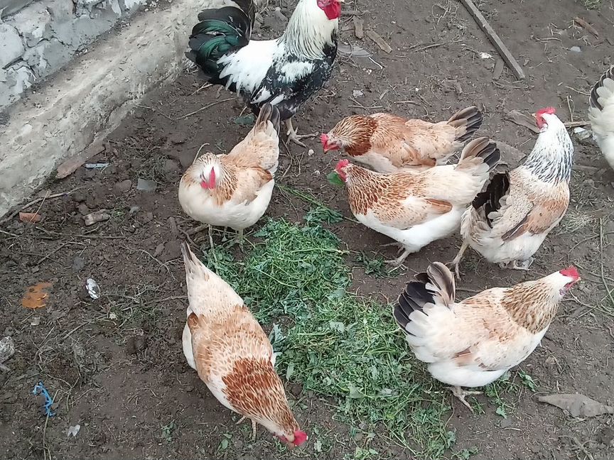 Семья кур