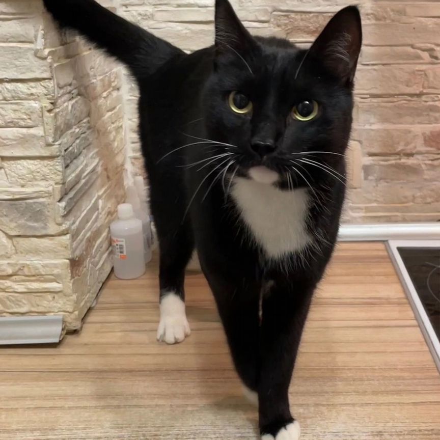 Взрослый кот в добрые руки