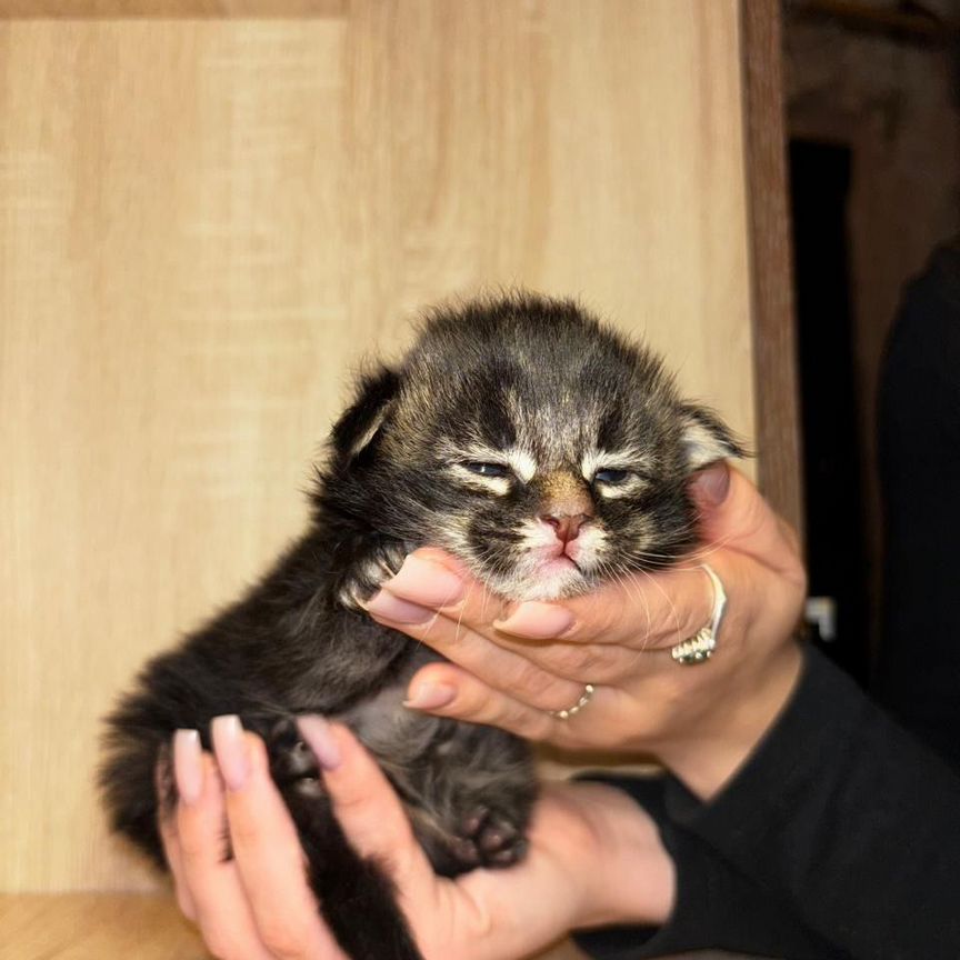 Котята мейн-кун