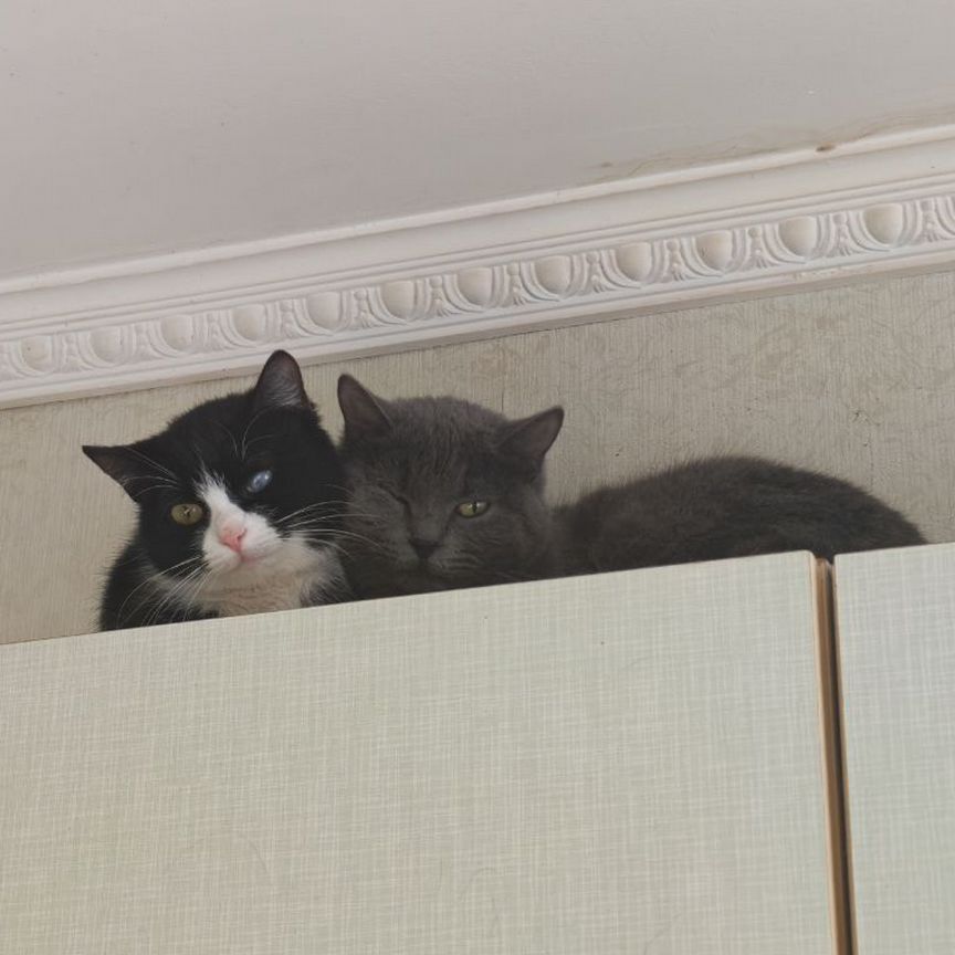 Взрослая, кошка в добрые руки