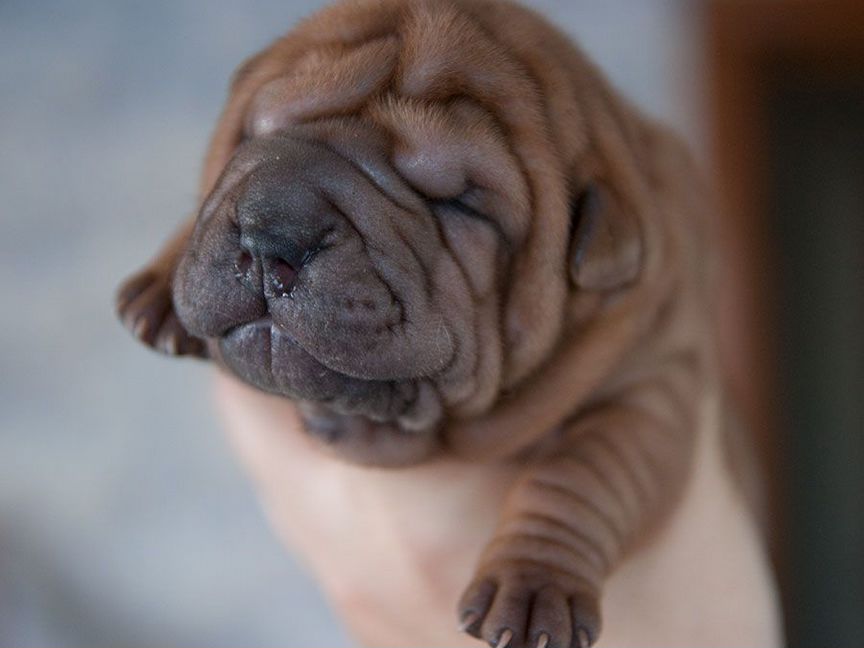 Милейшая хорсовая малышка -шарпейчик