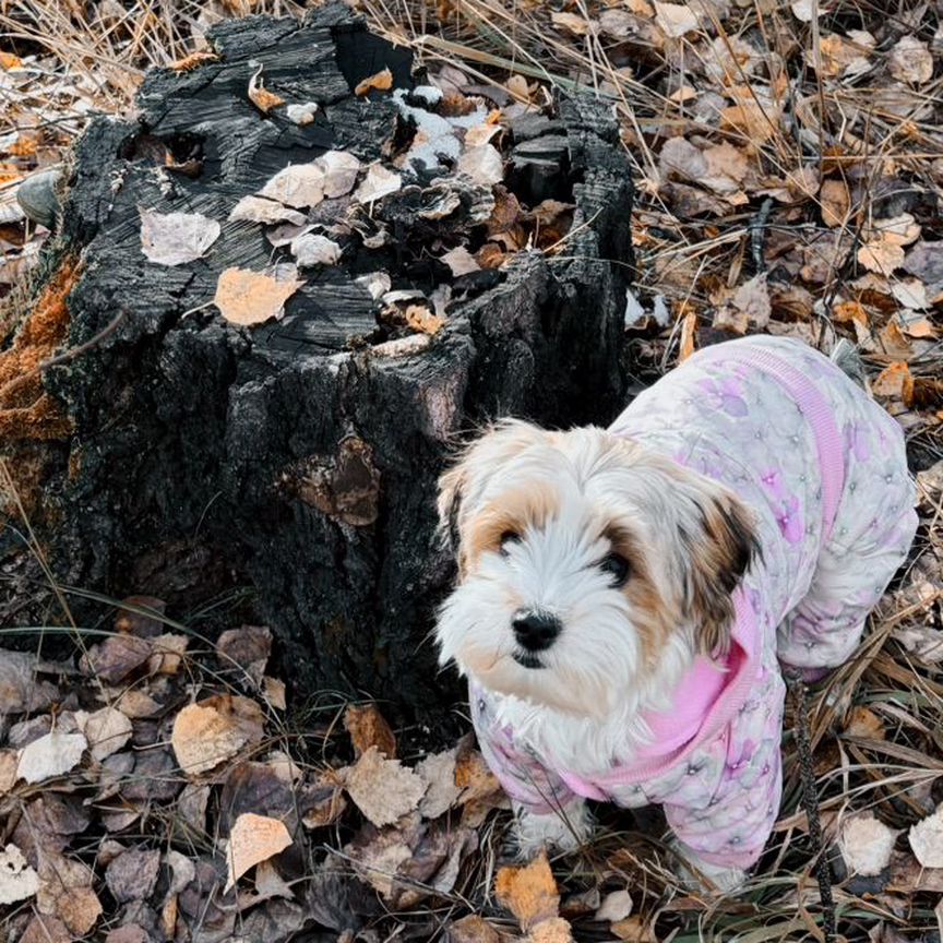 Бивер-йоркширский терьер, взрослая собака