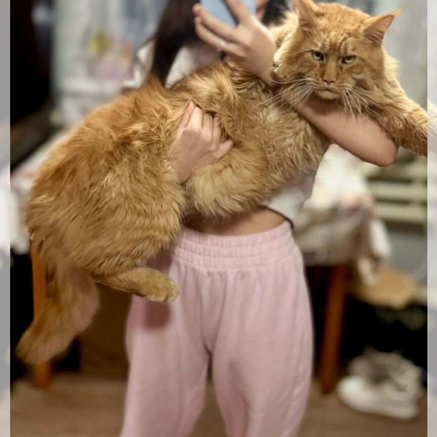 Кот мейн-кун вязка