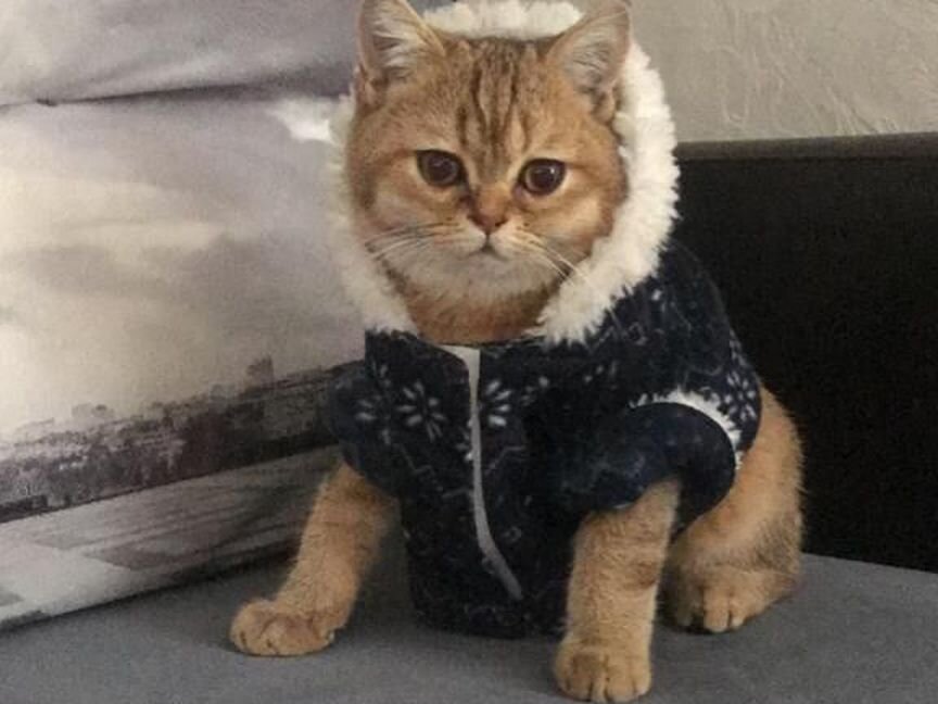 Шотландские котята