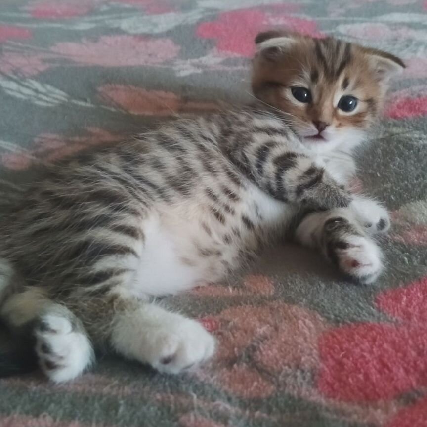 Шотландский вислоухий короткошёрстный котёнок