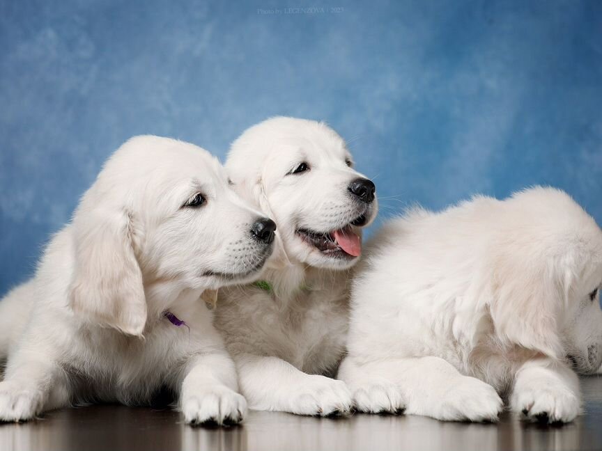 Щенки золотистого ретривера