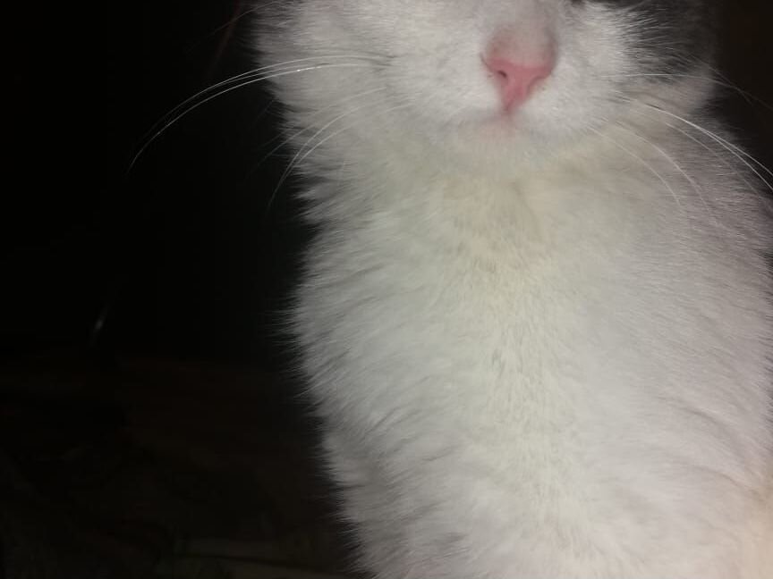 Котёнок, кошка