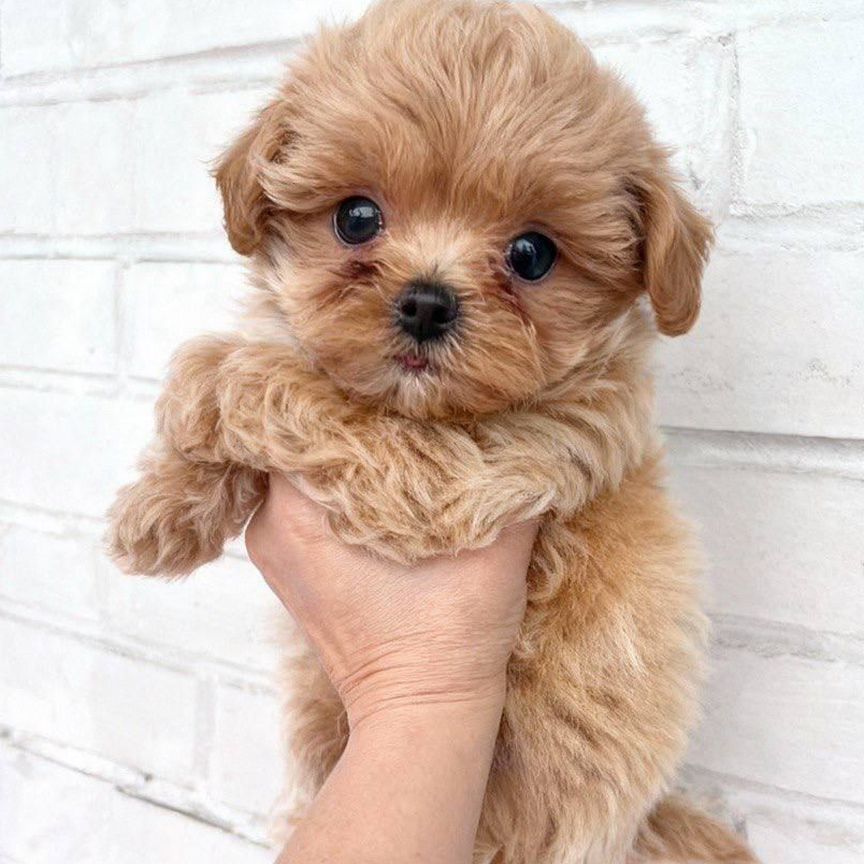 Мальтипу, щенок