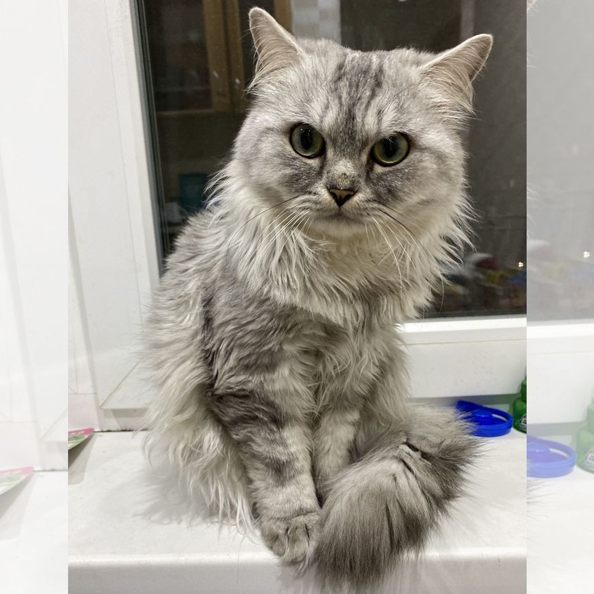 Британский длинношёрстный котёнок