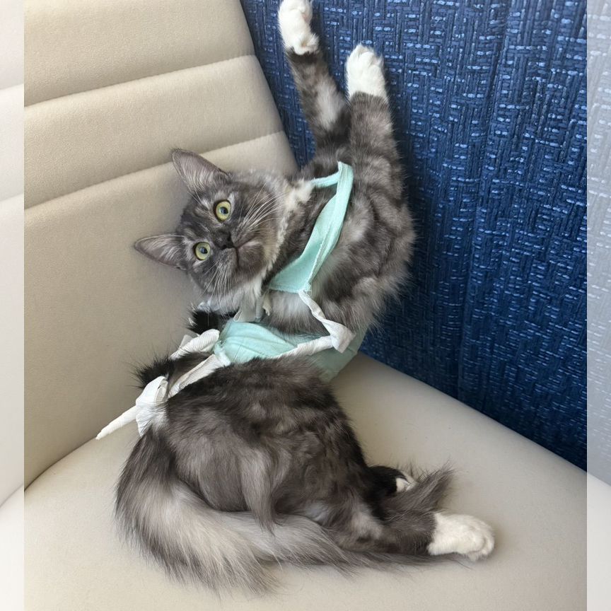 Кошка