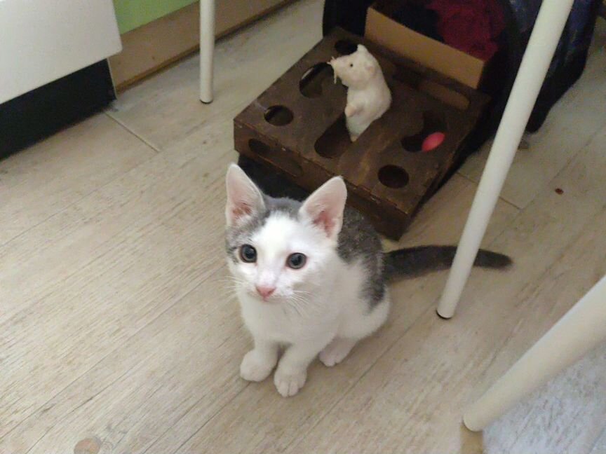 Котик Симба