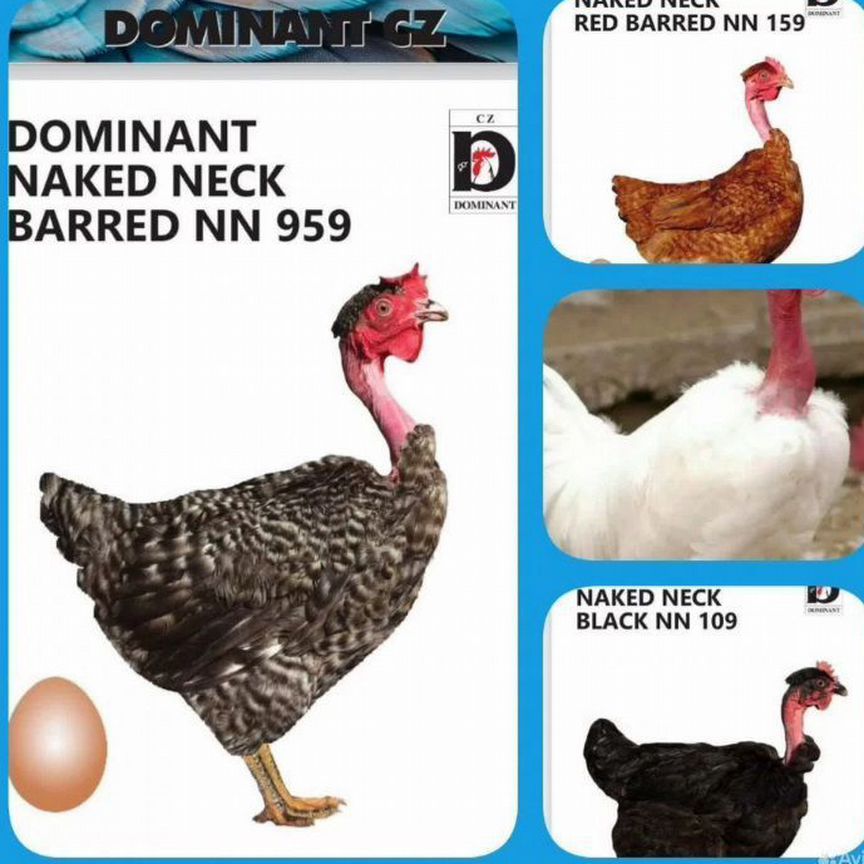 Яйцо инкубационное голошейка