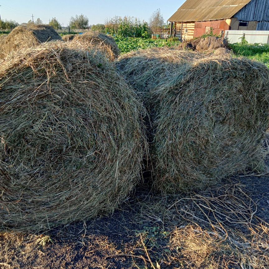 Продам сено в рулонах
