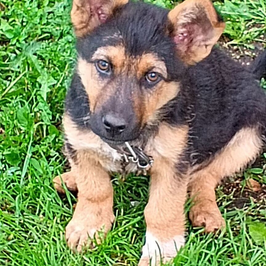 Дворняги 2 собаки мальчики