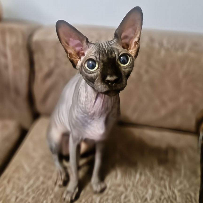 Канадский сфинкс, взрослая кошка