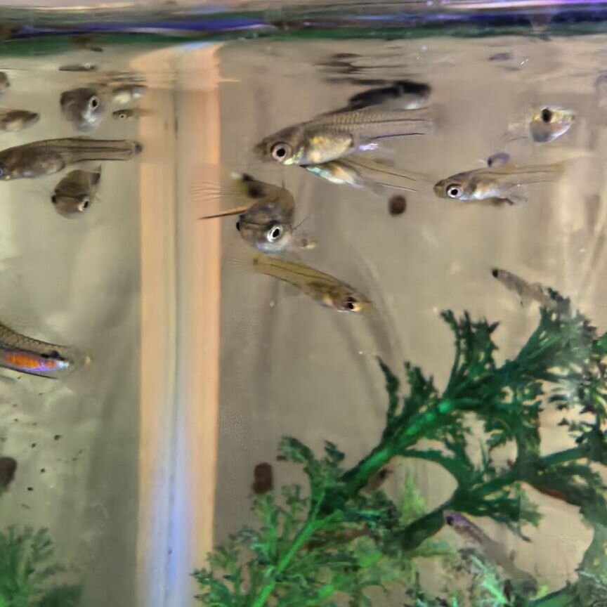 Аквариумные рыбки гуппи