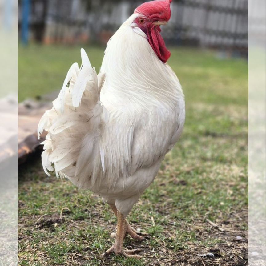 Петух молодой