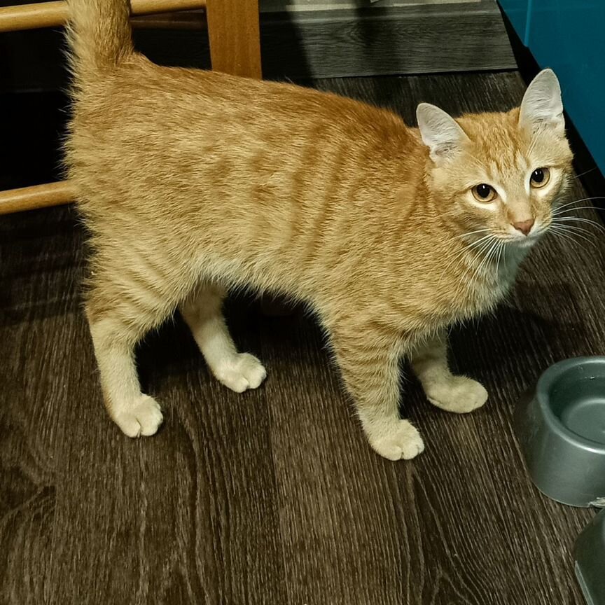 Рыжий котенок в добрые руки