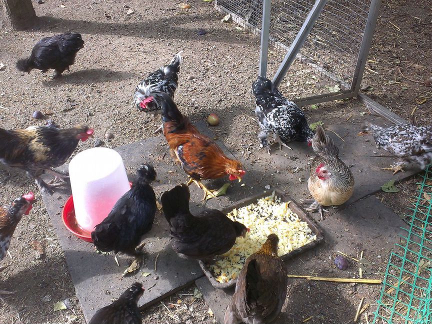 Карликовые куры