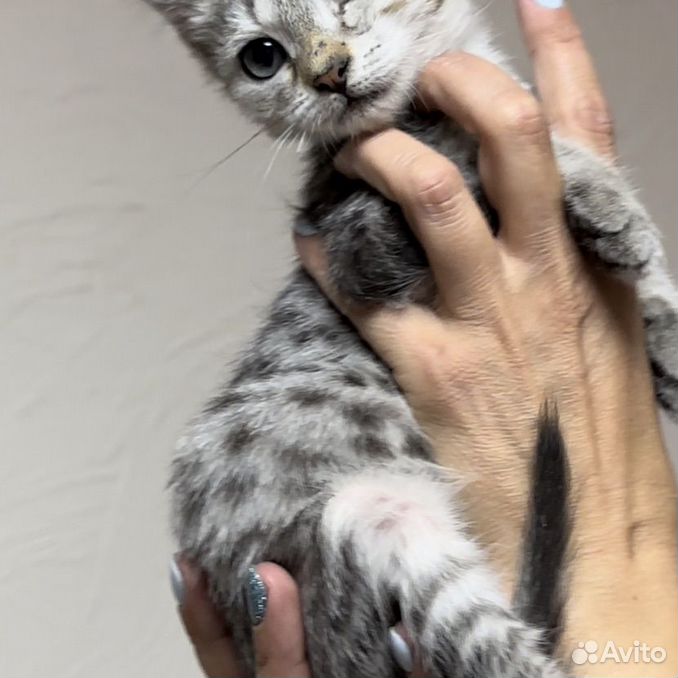 Кошка одноглазая девочка