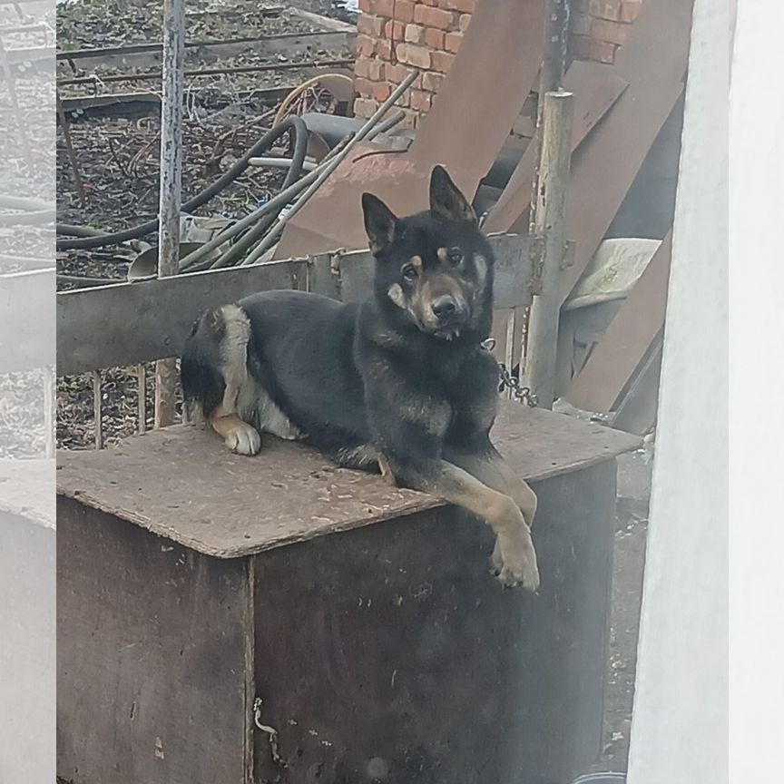 Отдам собаку в добрые руки,дворняга, уфа