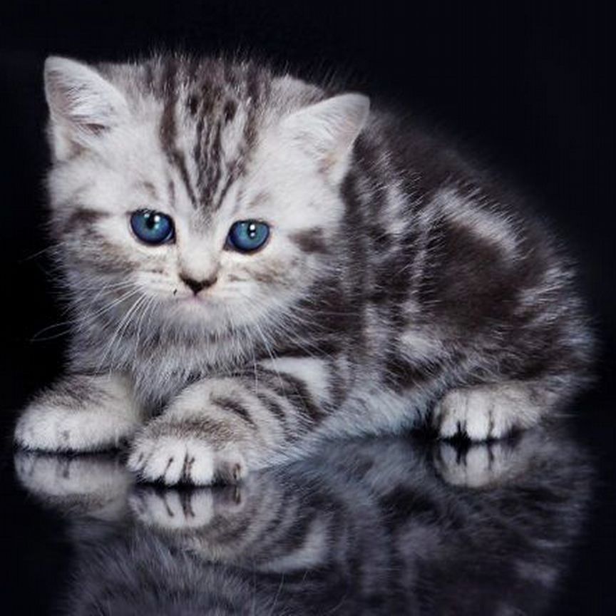 Шотландский вислоухий короткошёрстный котёнок