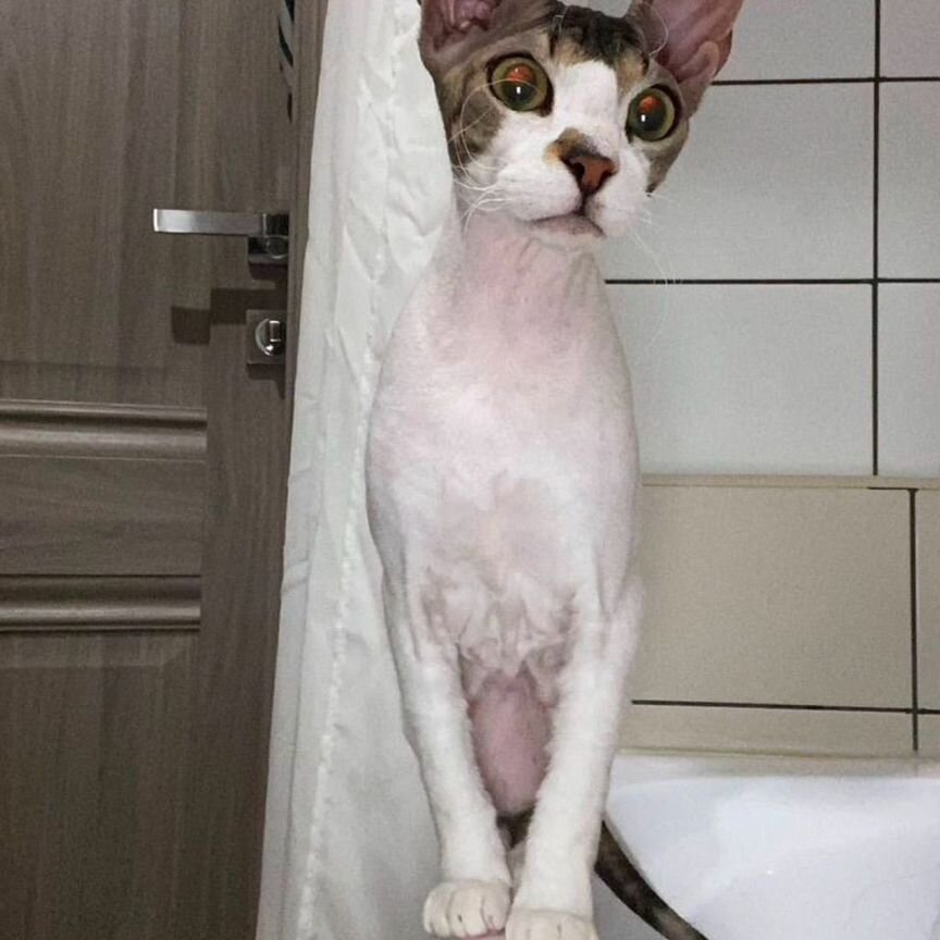 Кошка Клео
