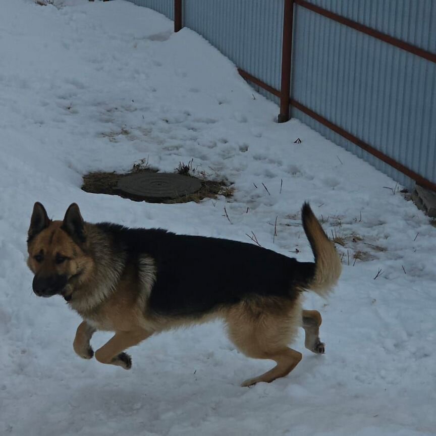 Вязка овчарка