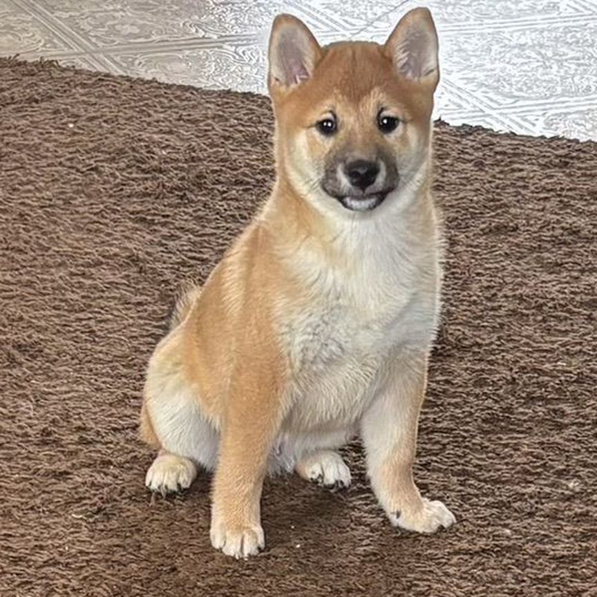 Сиба-ину, щенок