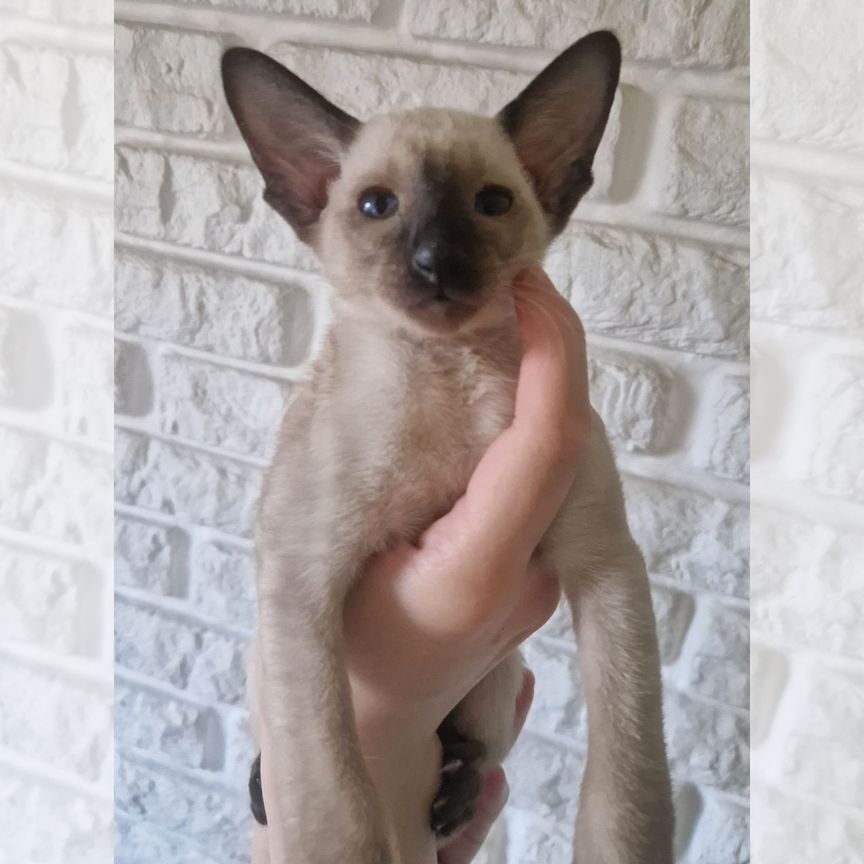 Ориентальный котёнок