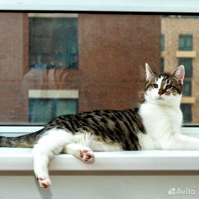 Котенок мальчик Гриша 11 мес