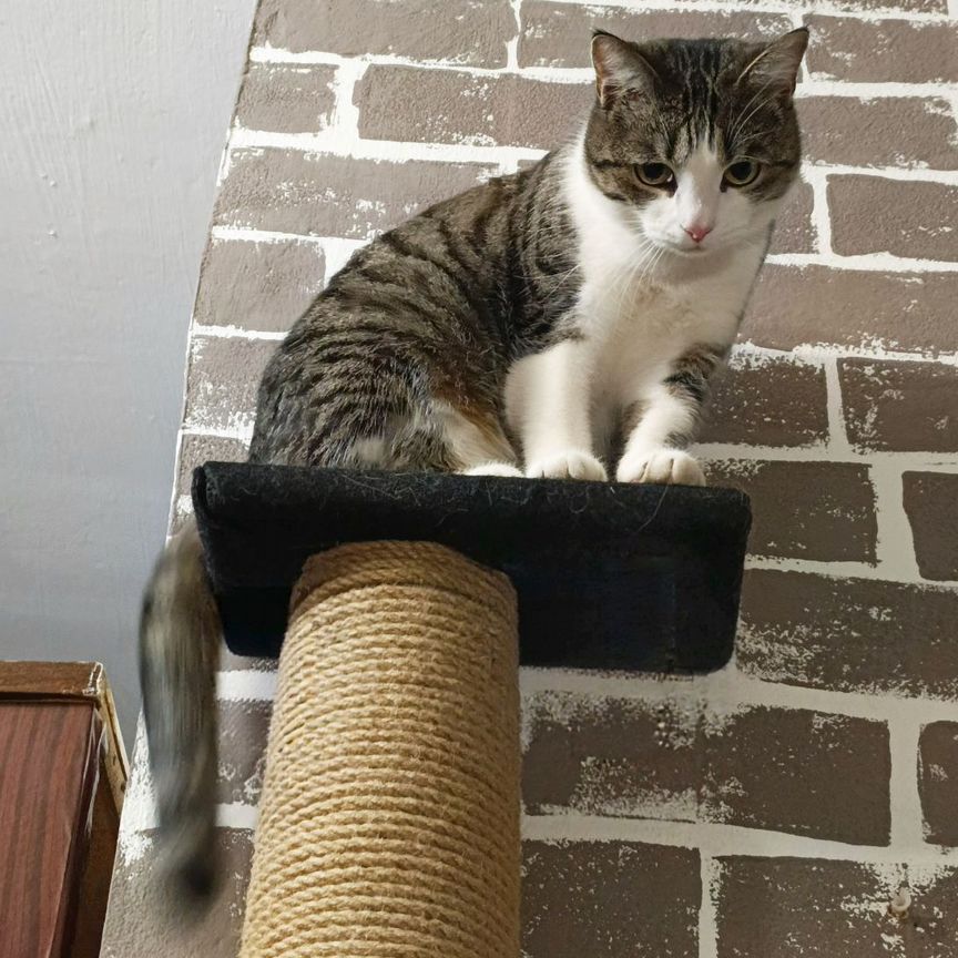 Когтеточка 1 метр