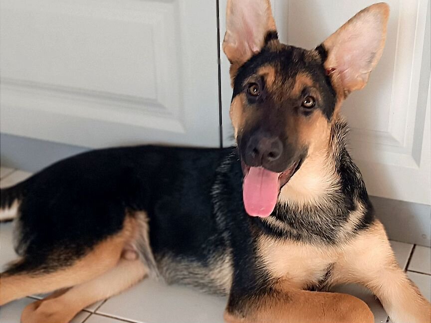 Шикарный щенок мальчик нуждается в доме