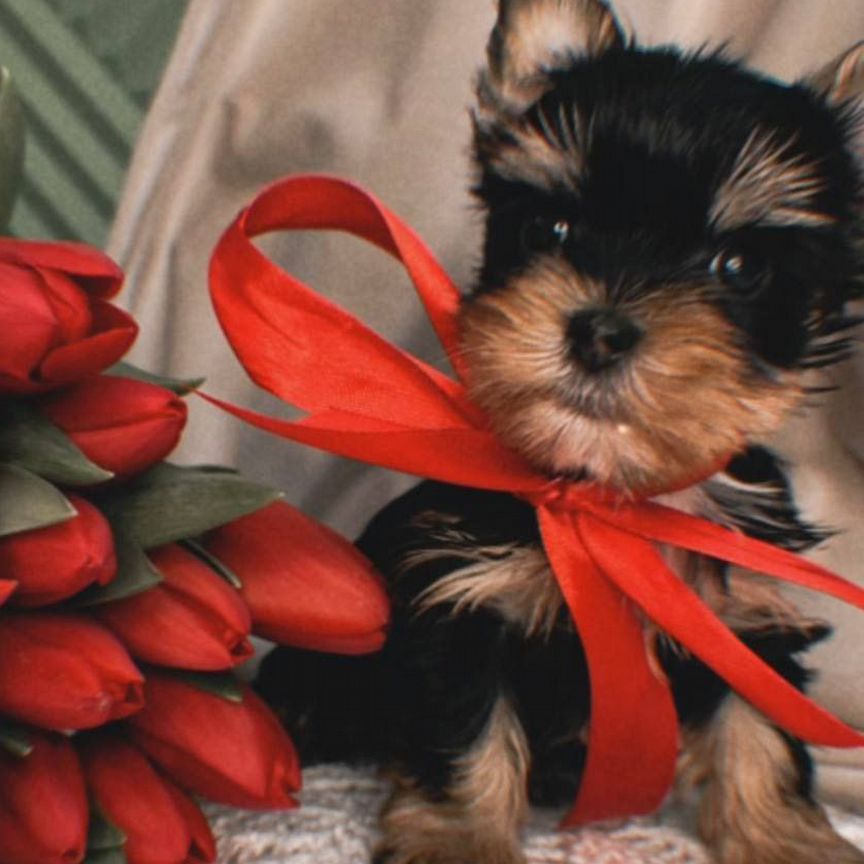 Йоркширский терьер, щенок