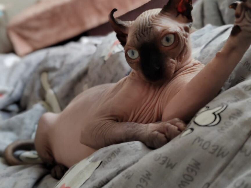 Кот сфинкс эльф