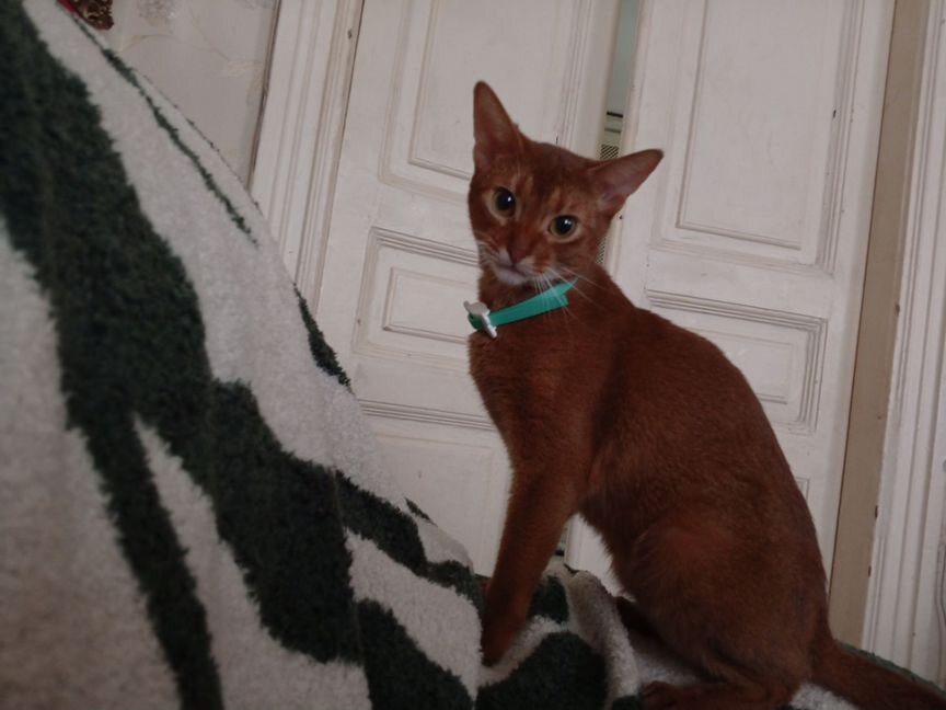 Кот нужен для вязки Абиссинец