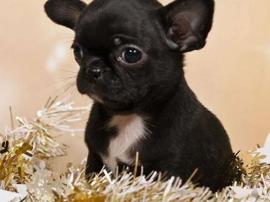 Щенки чихуахуа