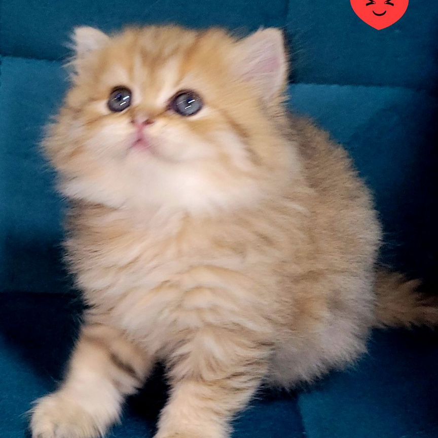 Шотландская куколка