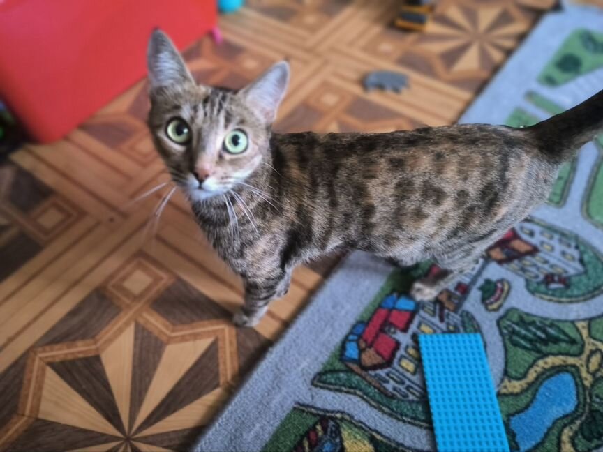 Кошечка в добрые руки
