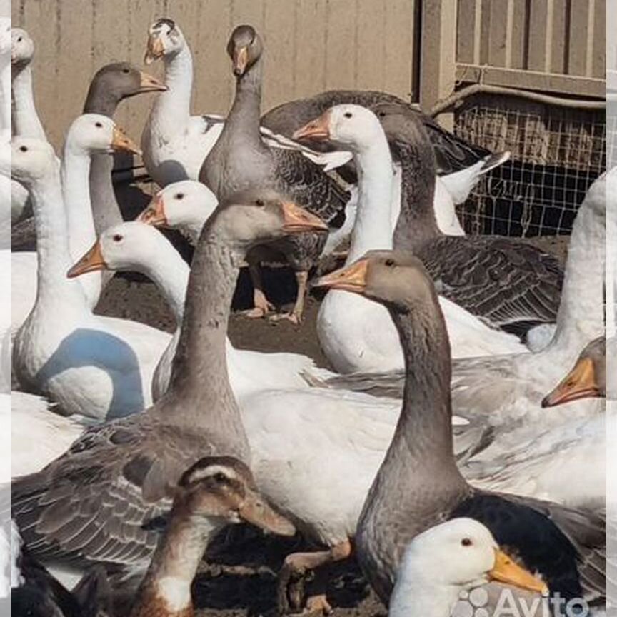 Продам гусей живым весом и мясом