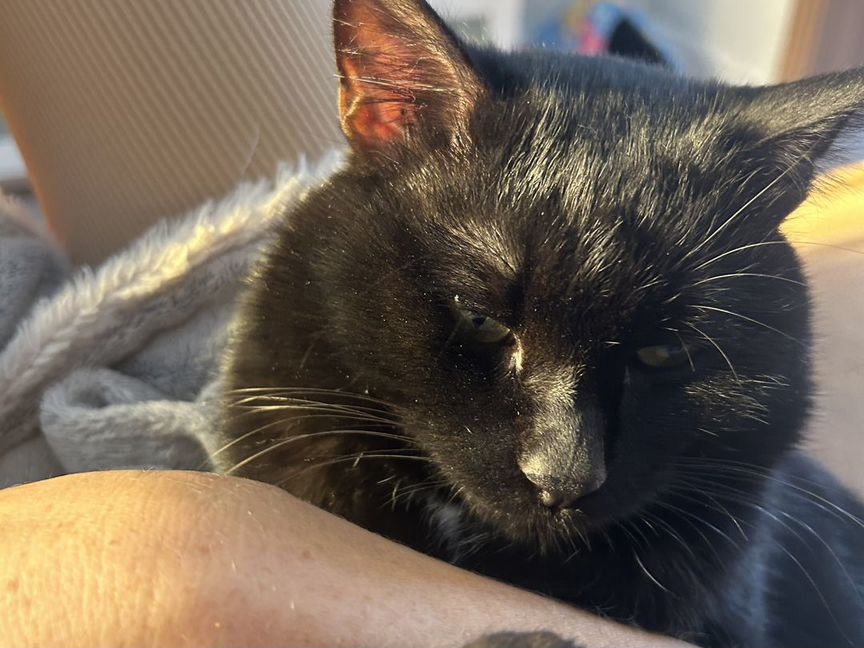 Котята с короткими хвостиками, приучены к лотку