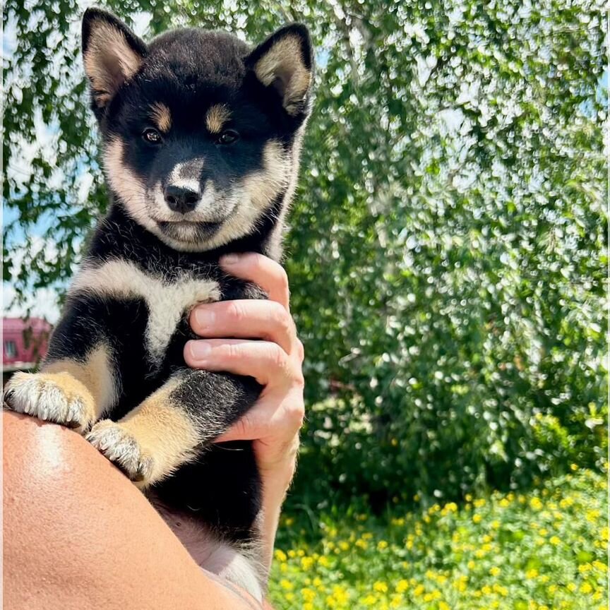 Сиба-ину, щенок