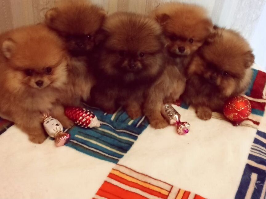 Померанский шпиц