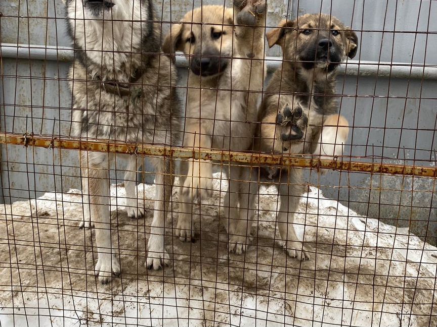 Щенки в добрые руки отдам бесплатно