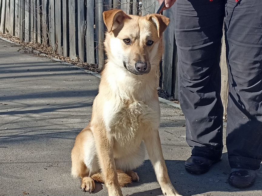 Ласкуша Тесса, 8 месяцев