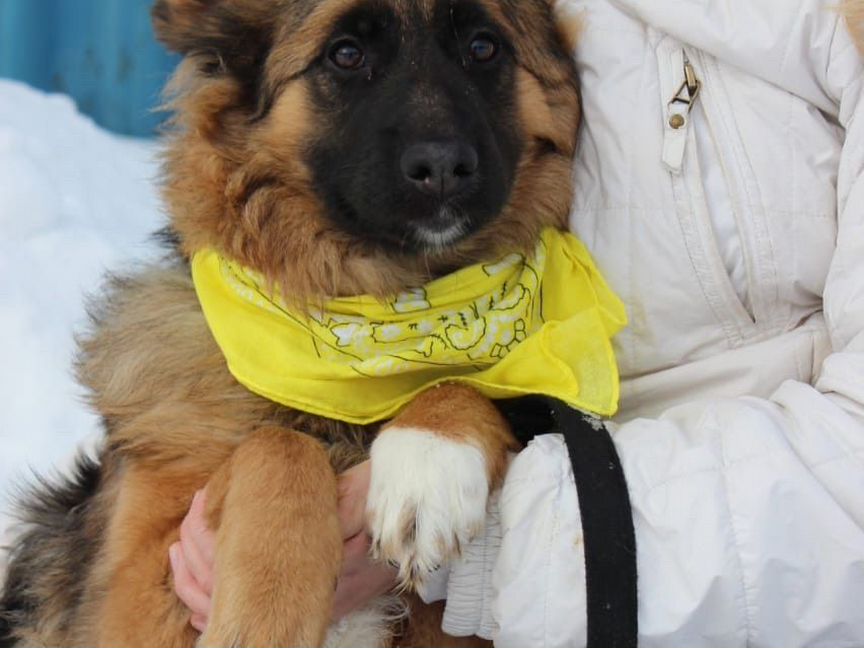 Собака в добрые руки, Фиона