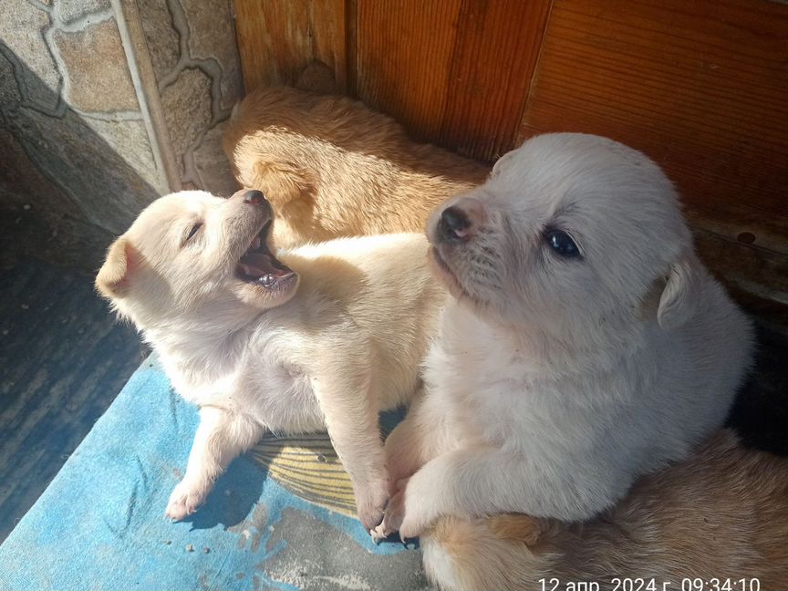 От мамы Корги